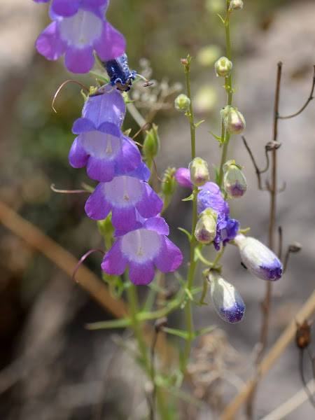 Mexican Blue Penstemon; Gentian Blue Penstemon | Project Noah