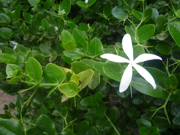 Carissa macrocarpa | Project Noah