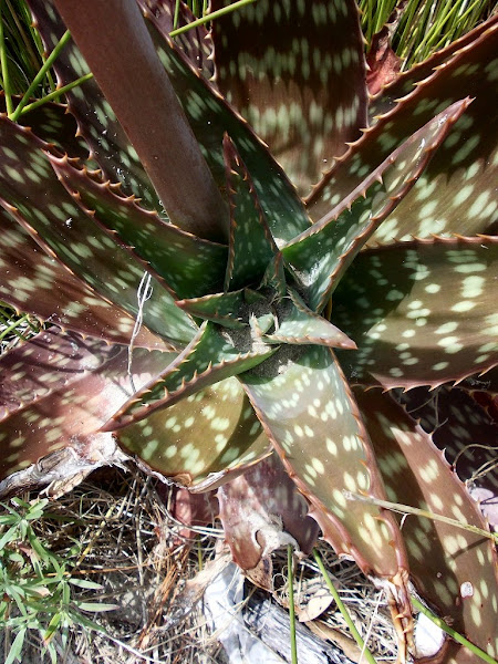 Zebra Aloe | Project Noah