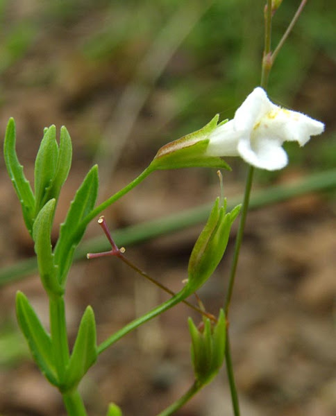 Slender monkey flower | Project Noah