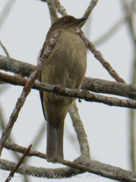 Red-eyed Bulbul | Project Noah