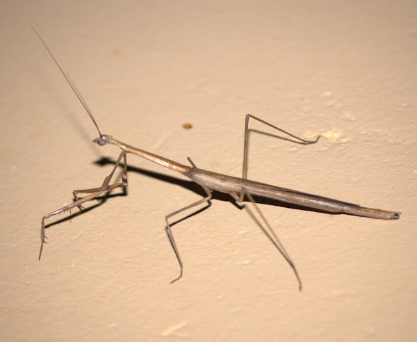 Stick Mantis | Project Noah