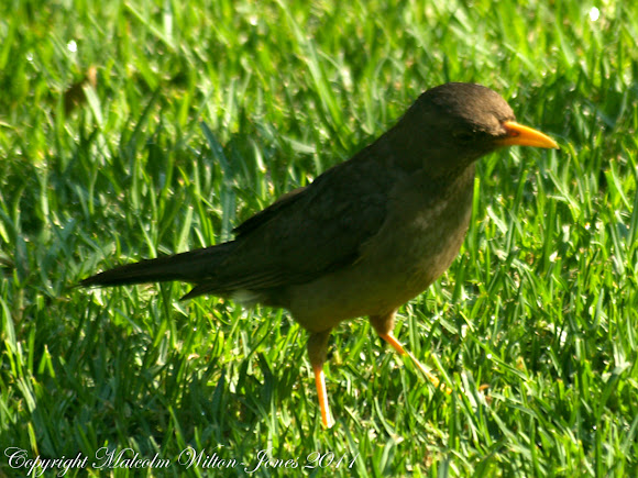 Karoo Thrush | Project Noah