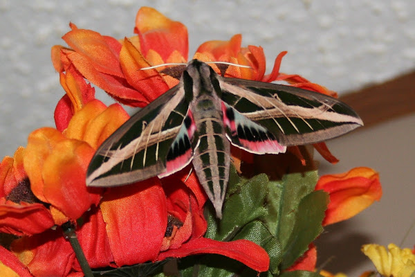 Banded Sphinx Moth | Project Noah