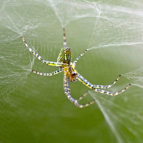 Argiope | Project Noah