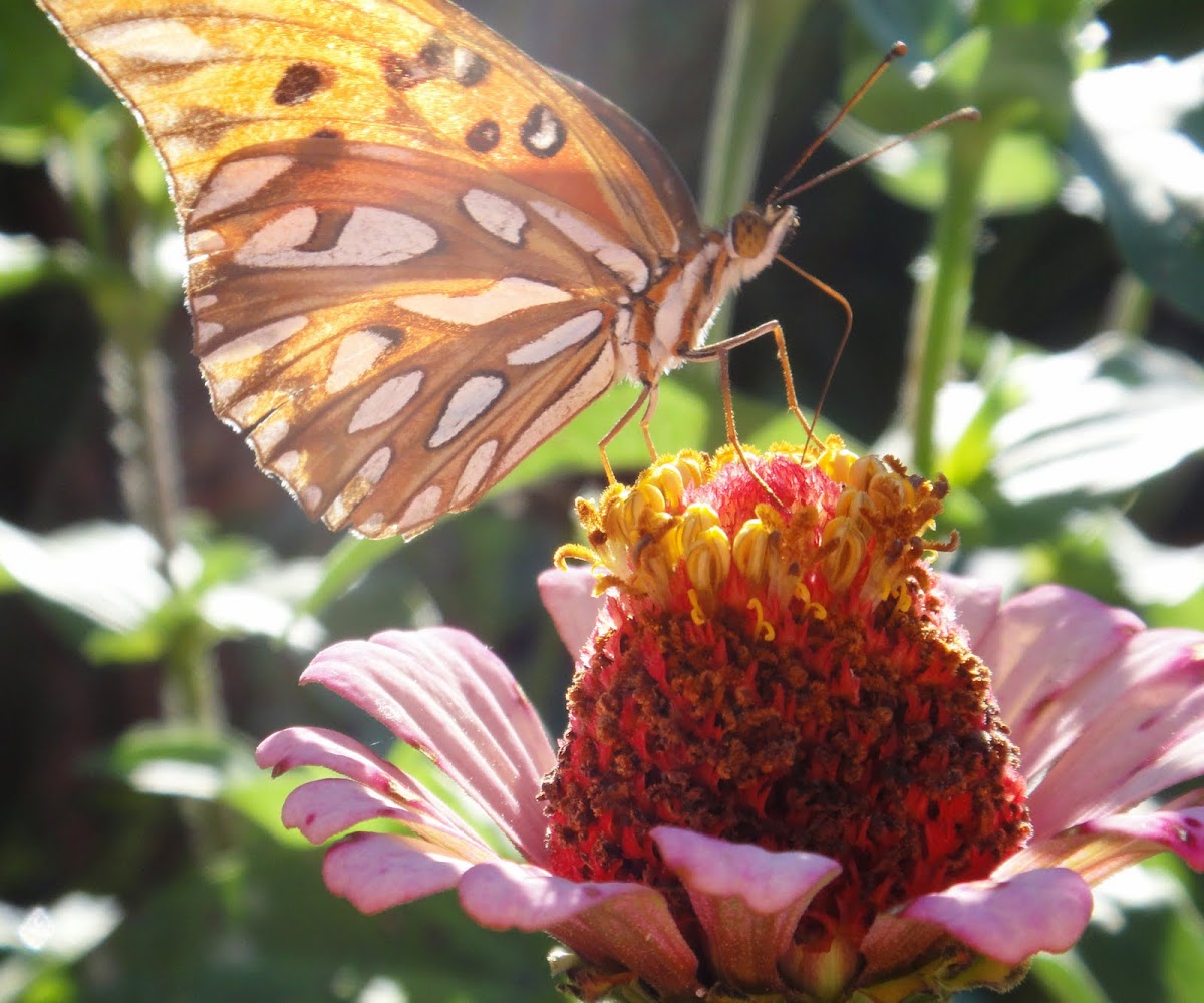 Gulf Fritillary | Project Noah