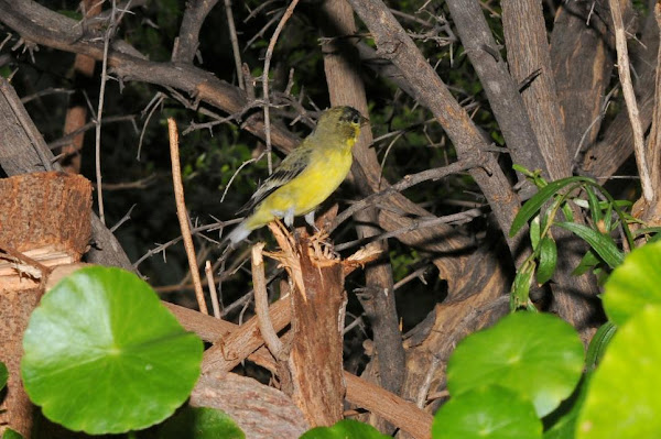 Lesser goldfinch (male) | Project Noah