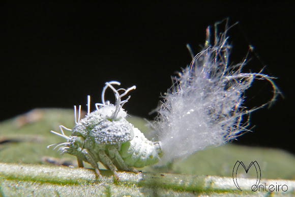 Leafhopper nymph | Project Noah
