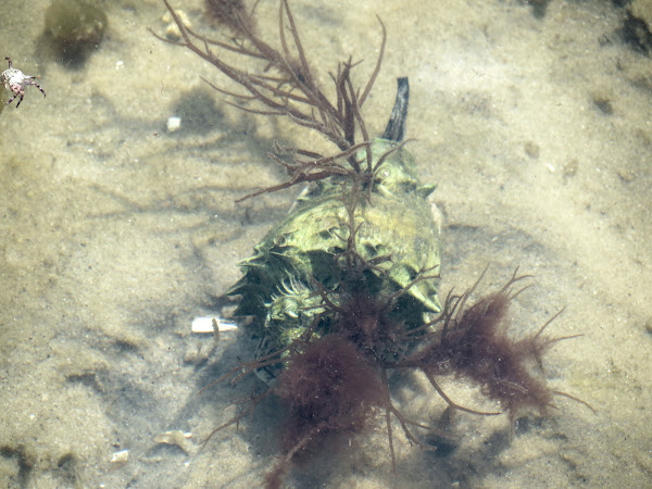 Florida crown conch | Project Noah