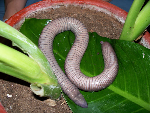 Mexican Burrowing Caecilian | Project Noah