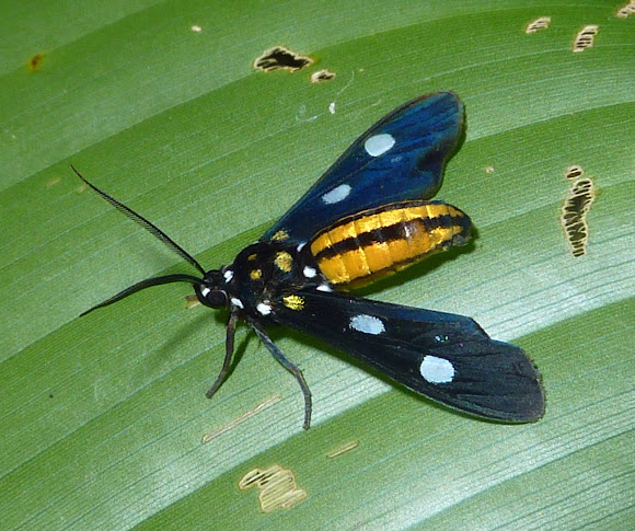 Insecto | Project Noah