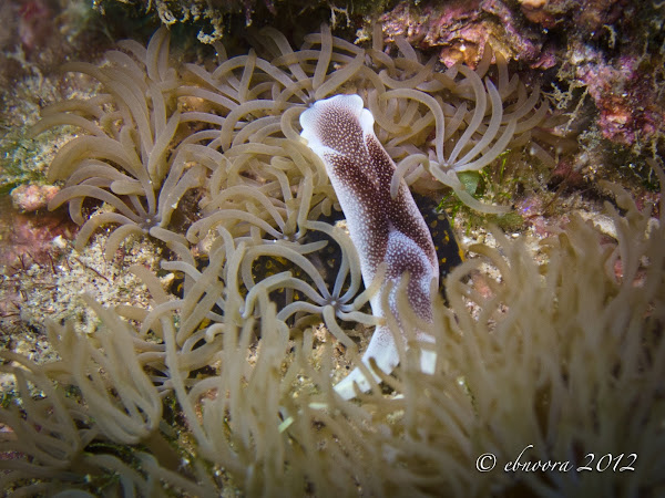 Lovely Headshield Slug | Project Noah