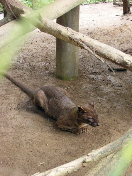 Fossa | Project Noah