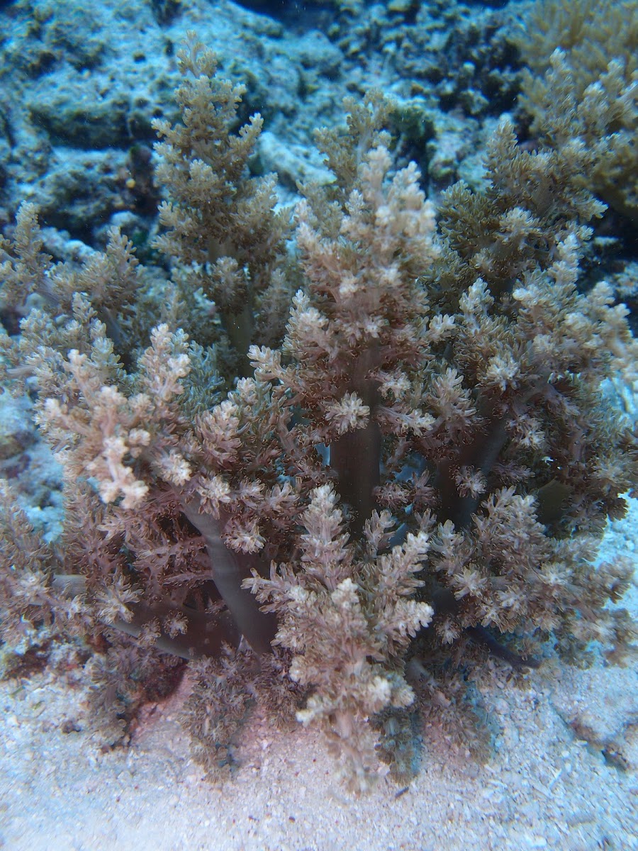 Hell's Fire Anemone | Project Noah