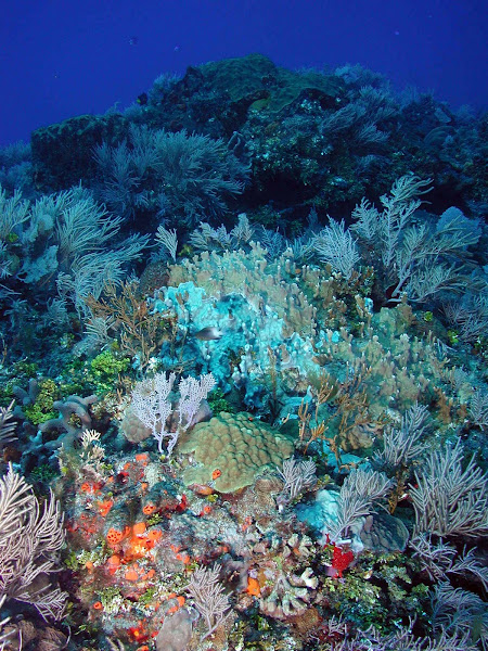 The coral reef | Project Noah