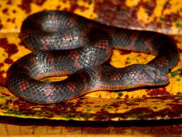 Atractus sanctaemartae | The Reptile Database