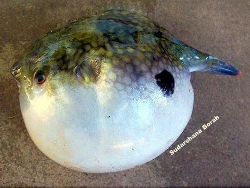 Pufferfish | Project Noah