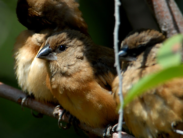 Mannikin; Bronze Mannikin | Project Noah