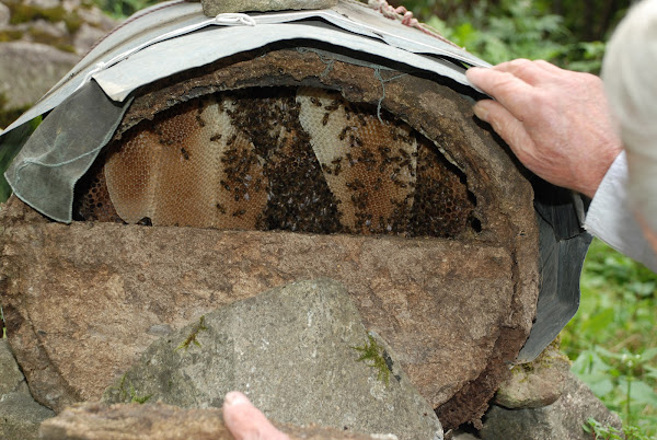 clean,clean beehive | Project Noah