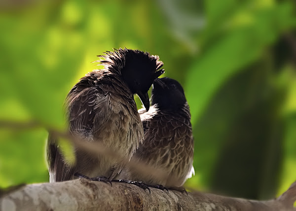 Red Vented Bulbul | Project Noah