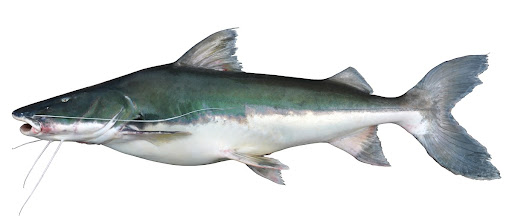 Goliath catfish, Brachyplatystoma capapretum - Mark Sabaj Perez/ANS ...