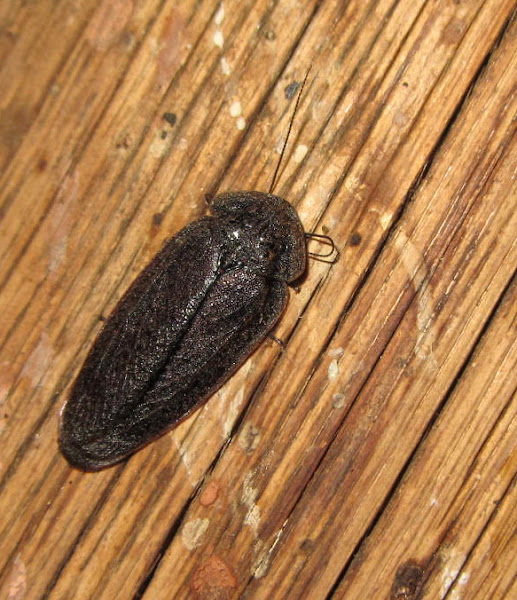 cockroach | Project Noah