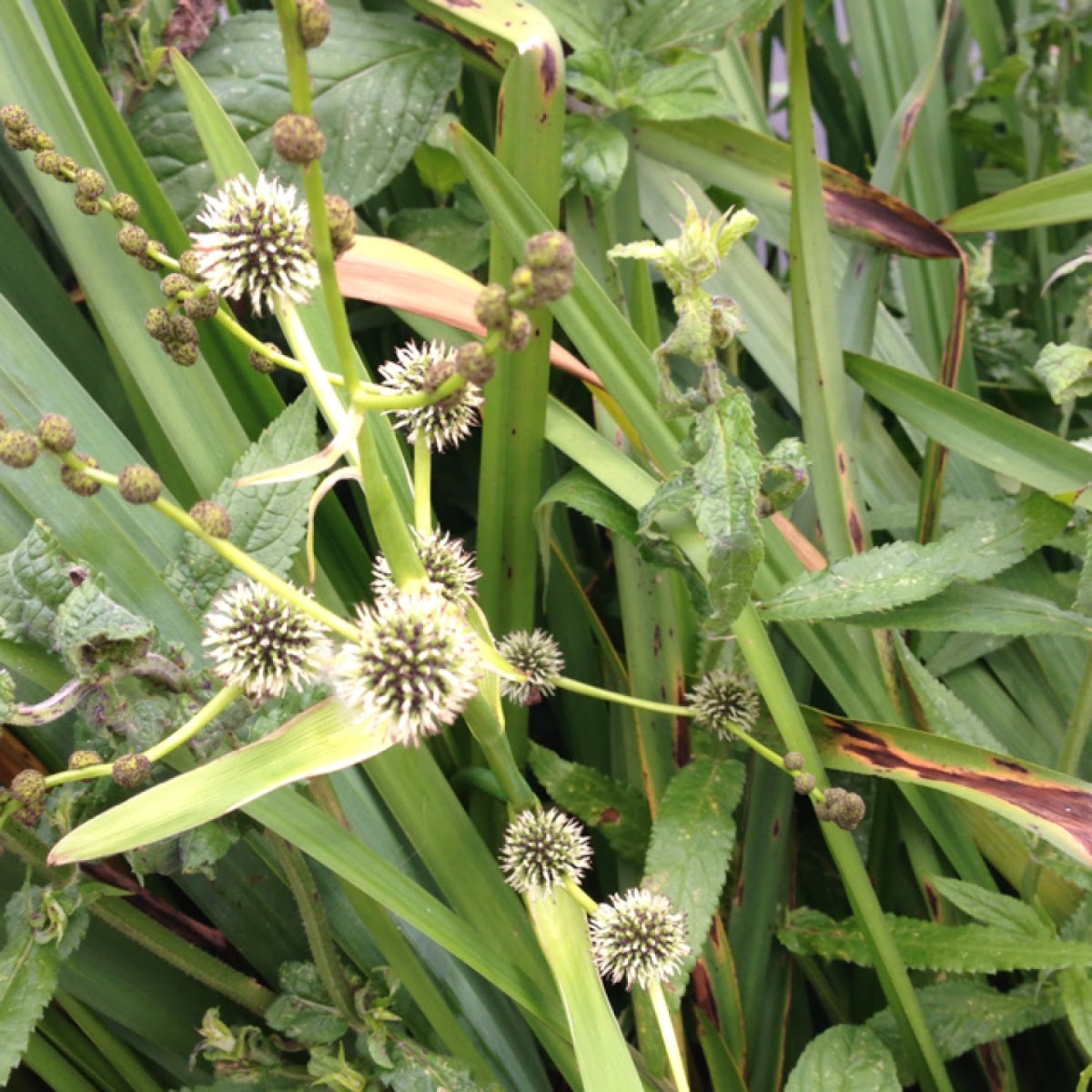 The simplestem bur-reed | Project Noah