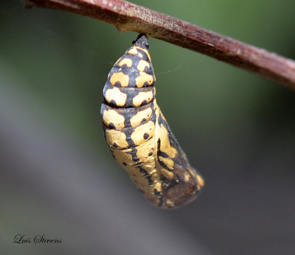 Chrysalis | Project Noah