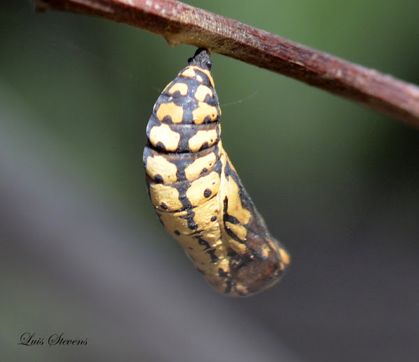 Chrysalis | Project Noah