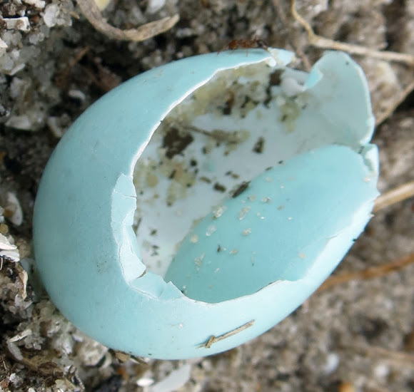 Starling egg | Project Noah