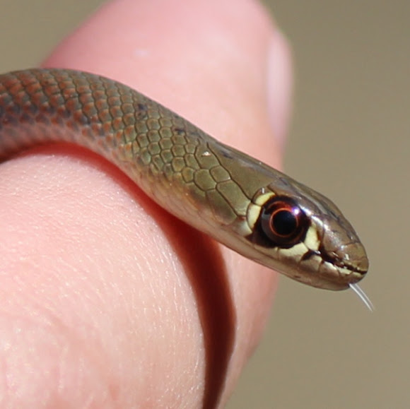 Baby Yellow-faced Whip Snake | Project Noah