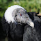 Andean condor (female) | Project Noah