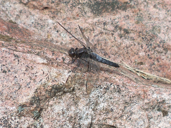 Chalk-fronted corporal | Project Noah