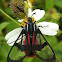 Scarlet-bodied Wasp Moth | Project Noah