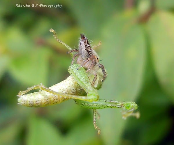 Jumping spider v/s Grasshopper | Project Noah