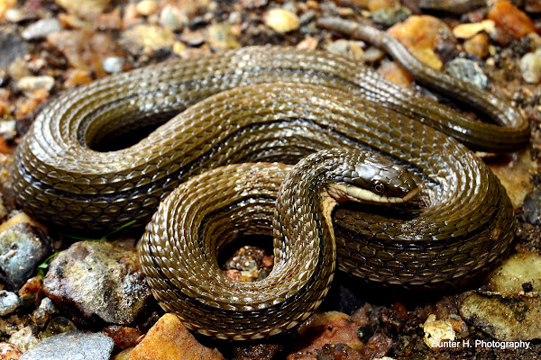 Queen Snake | Project Noah