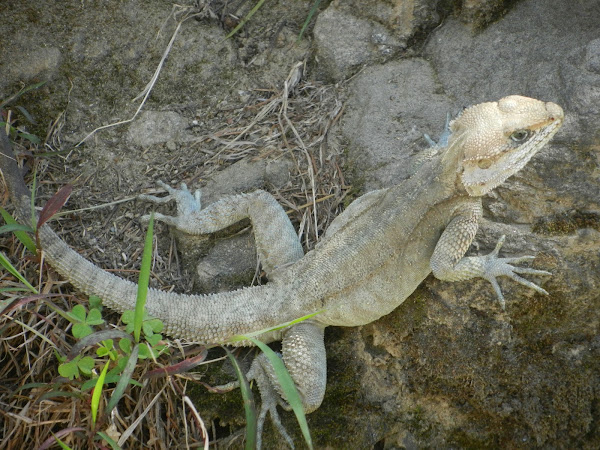 Himalayan mountain lizard | Project Noah