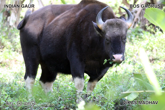 gaur | Project Noah
