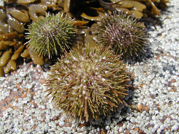 green sea urchin | Project Noah