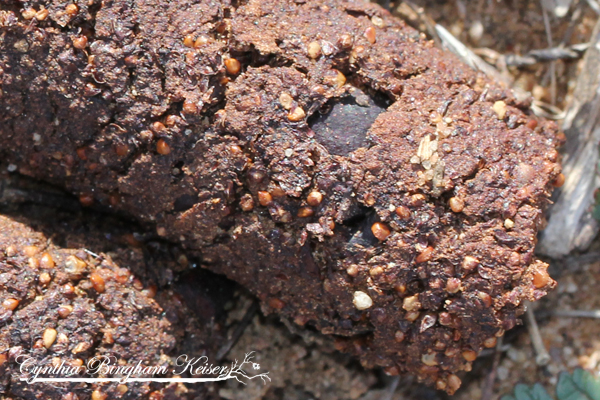 Raccoon scat | Project Noah