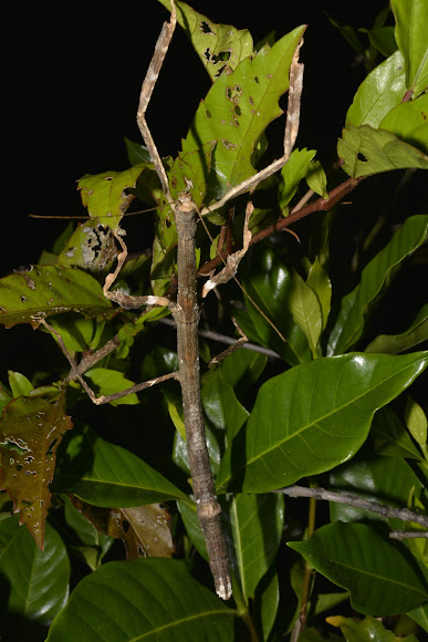 Stick Insect - Female | Project Noah