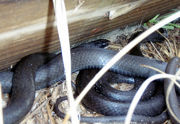 Southern Black Racer | Project Noah