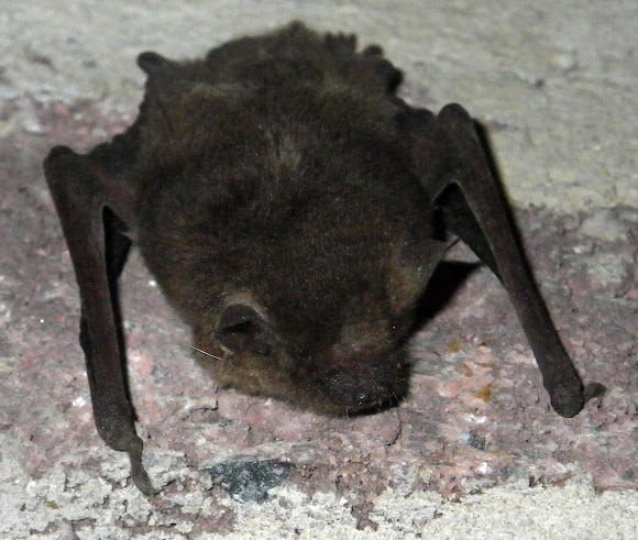 Vesper bat | Project Noah