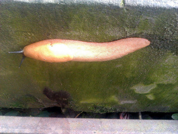 Giant slug | Project Noah