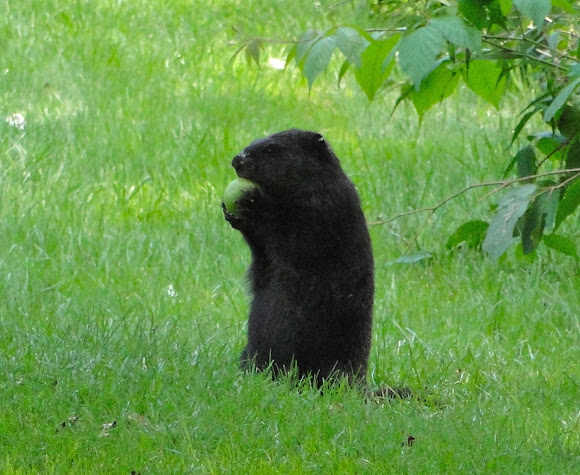 Groundhog | Project Noah