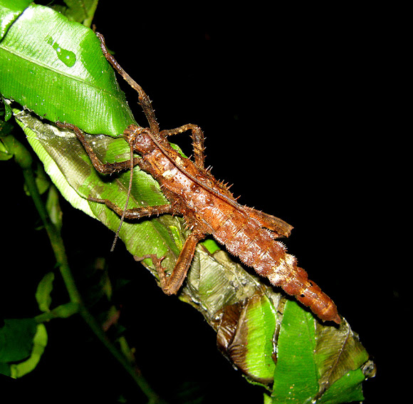 Heavy Stick Insect | Project Noah