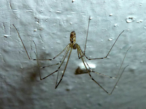 Harvest Spider | Project Noah