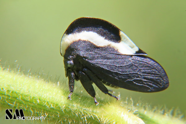 Portuguese helmet treehopper | Project Noah