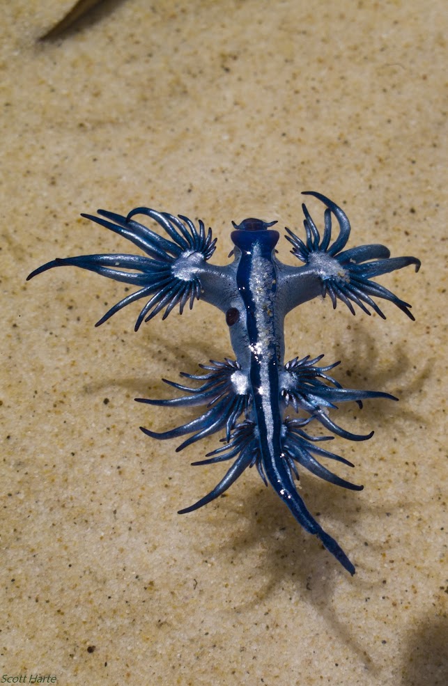 Atlantic Glaucus | Project Noah
