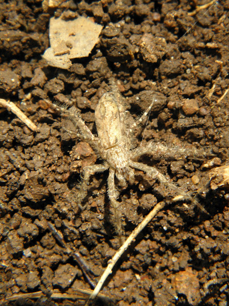 Spider | Project Noah